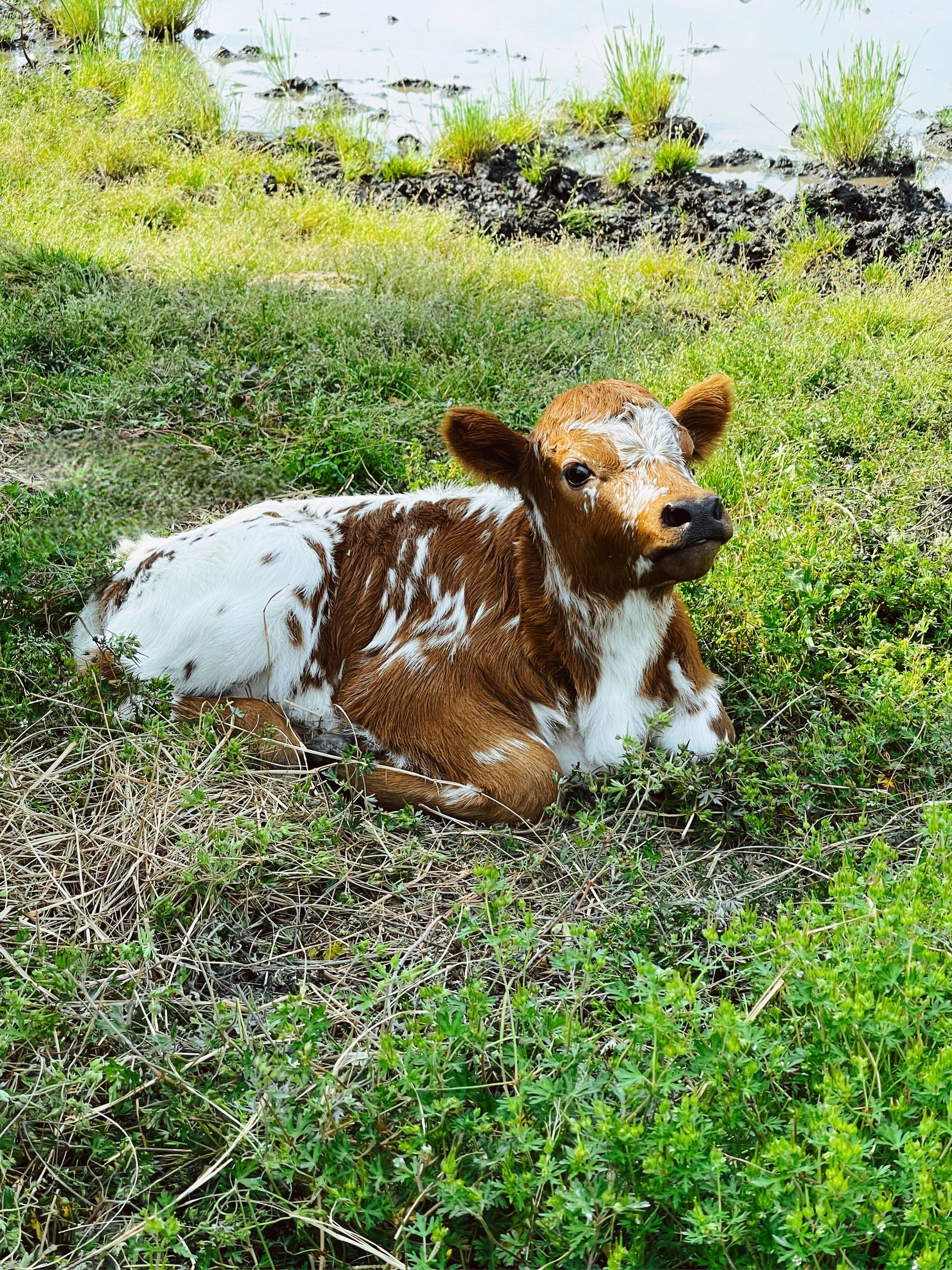 Available Mini Cows | Live Oak Mini Ranch