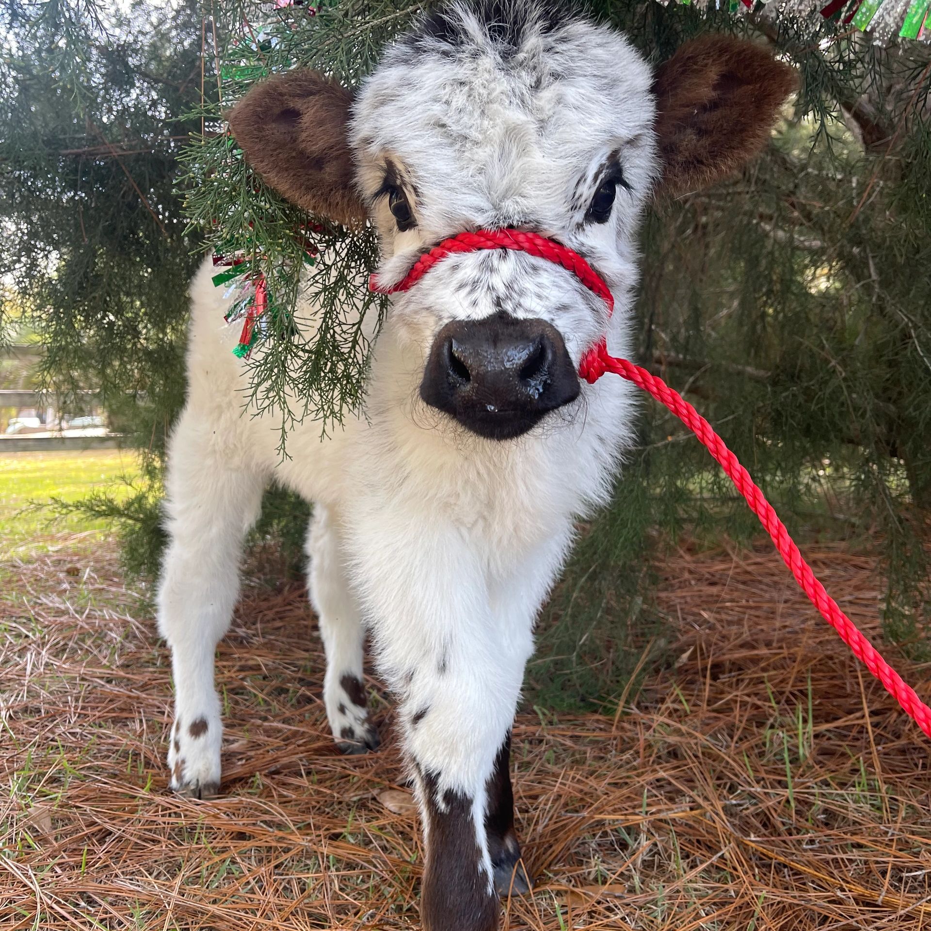 Available Mini Cows | Live Oak Mini Ranch