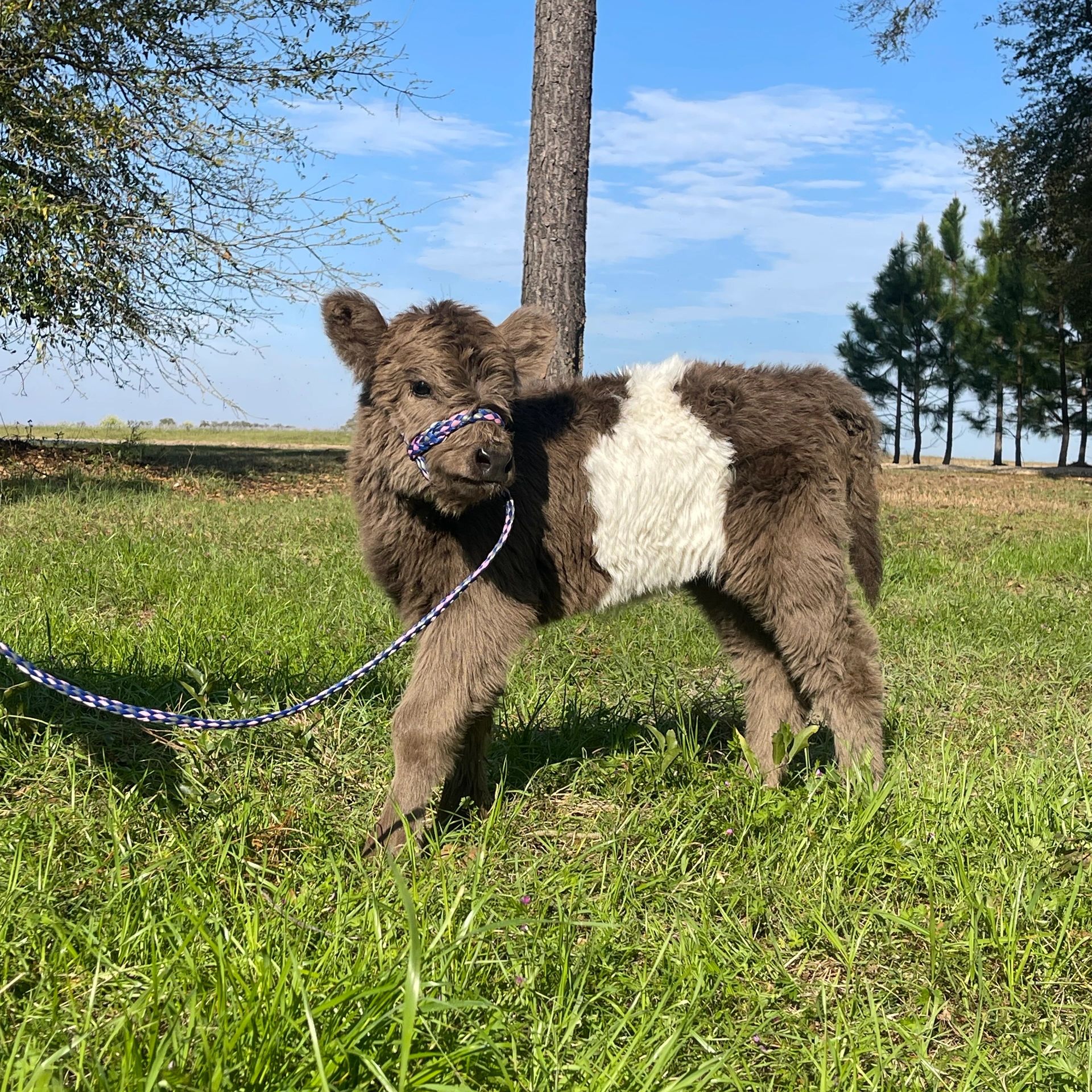 Available Mini Cows | Live Oak Mini Ranch