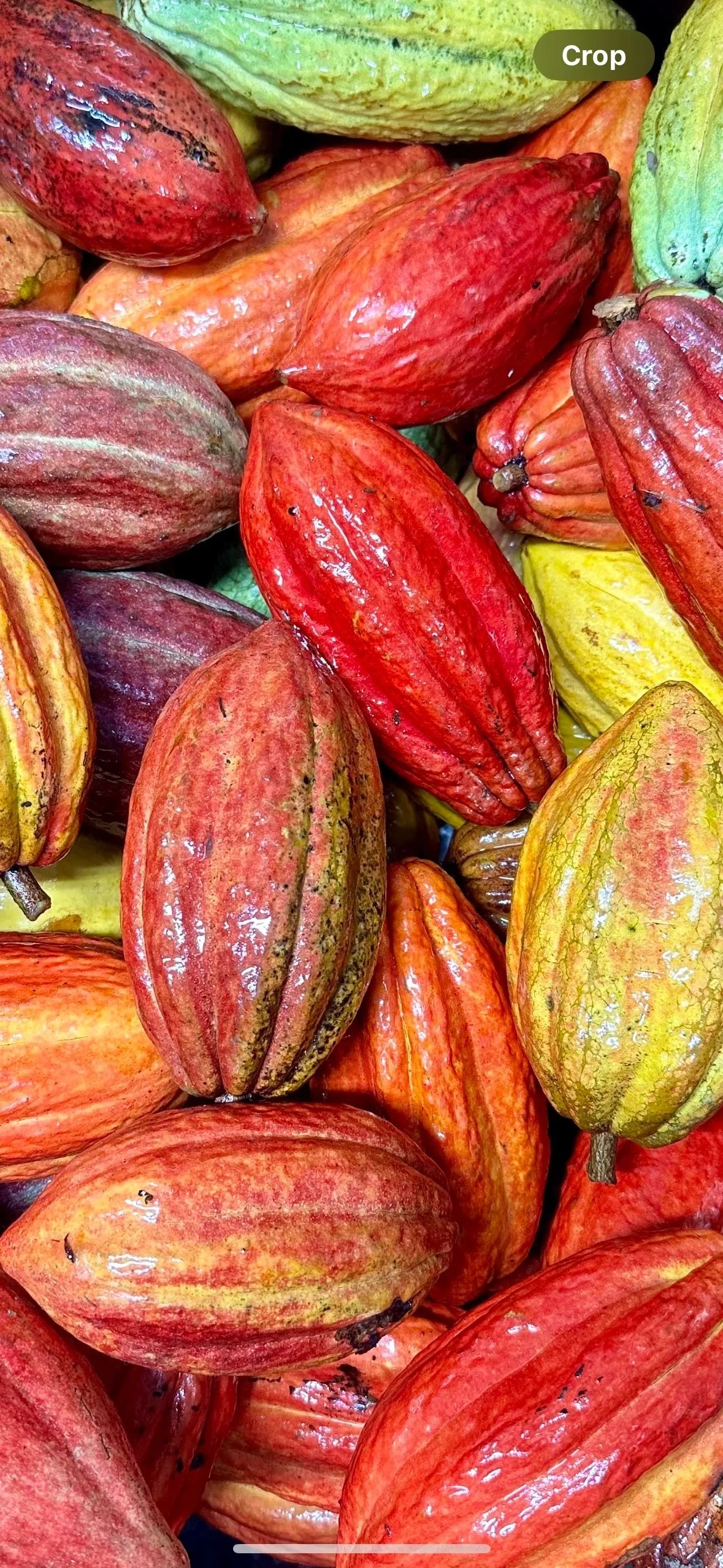 Local Honey Chocolate