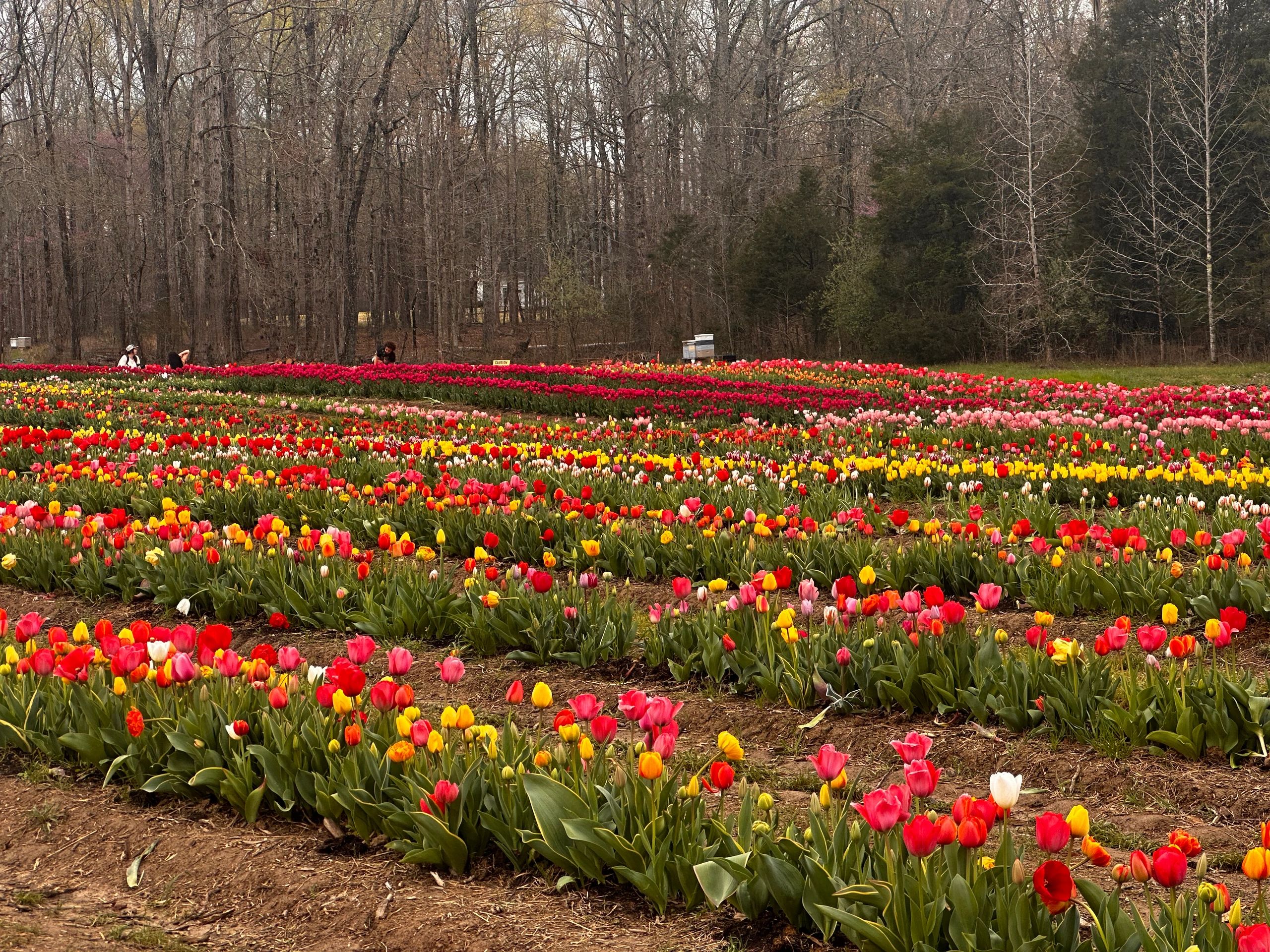 Lorenzen Flower Farm in Dayton, Tennessee