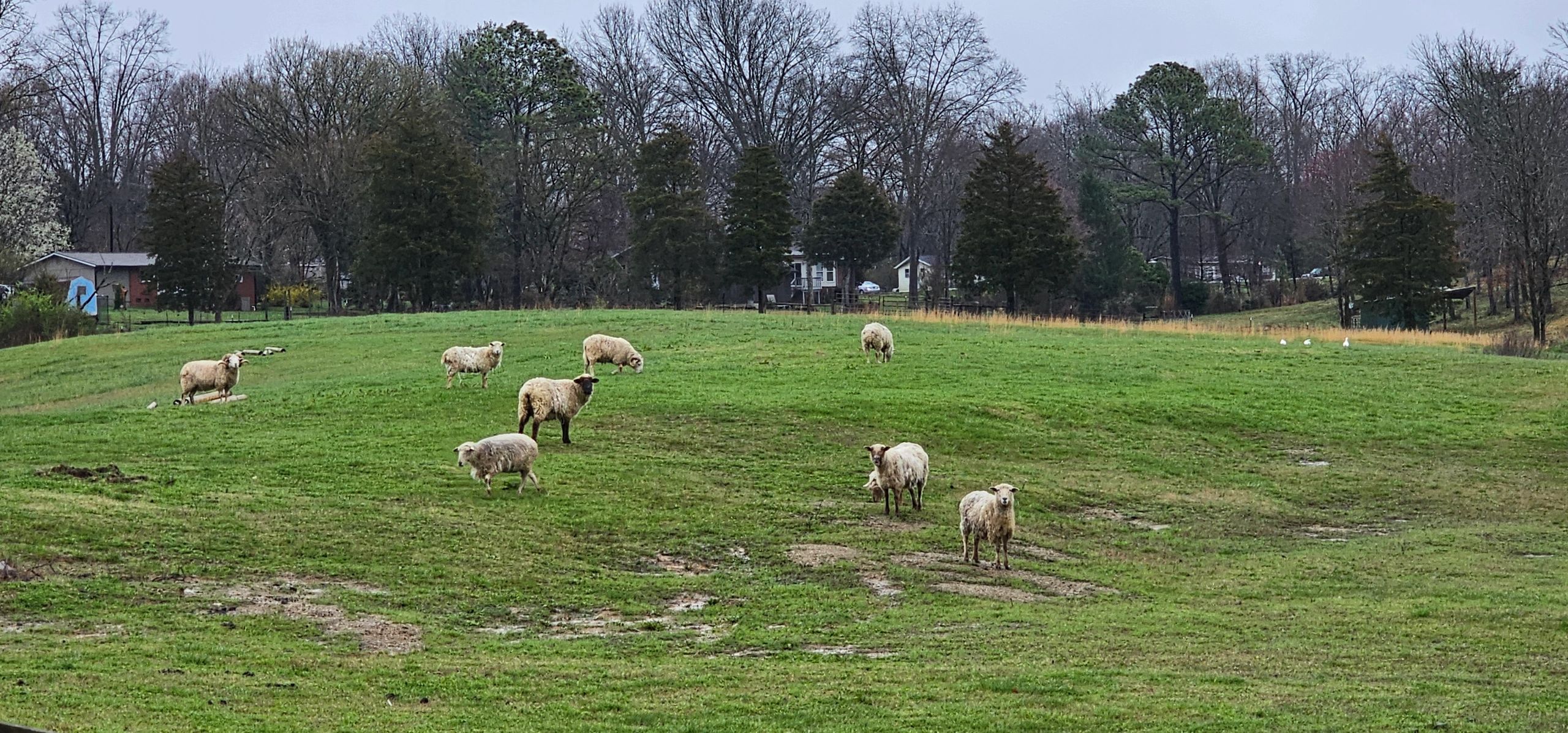 Sheep, Lambs, Rabbits, Mini Pigs, Ducks, and Chickens at Selah Farm