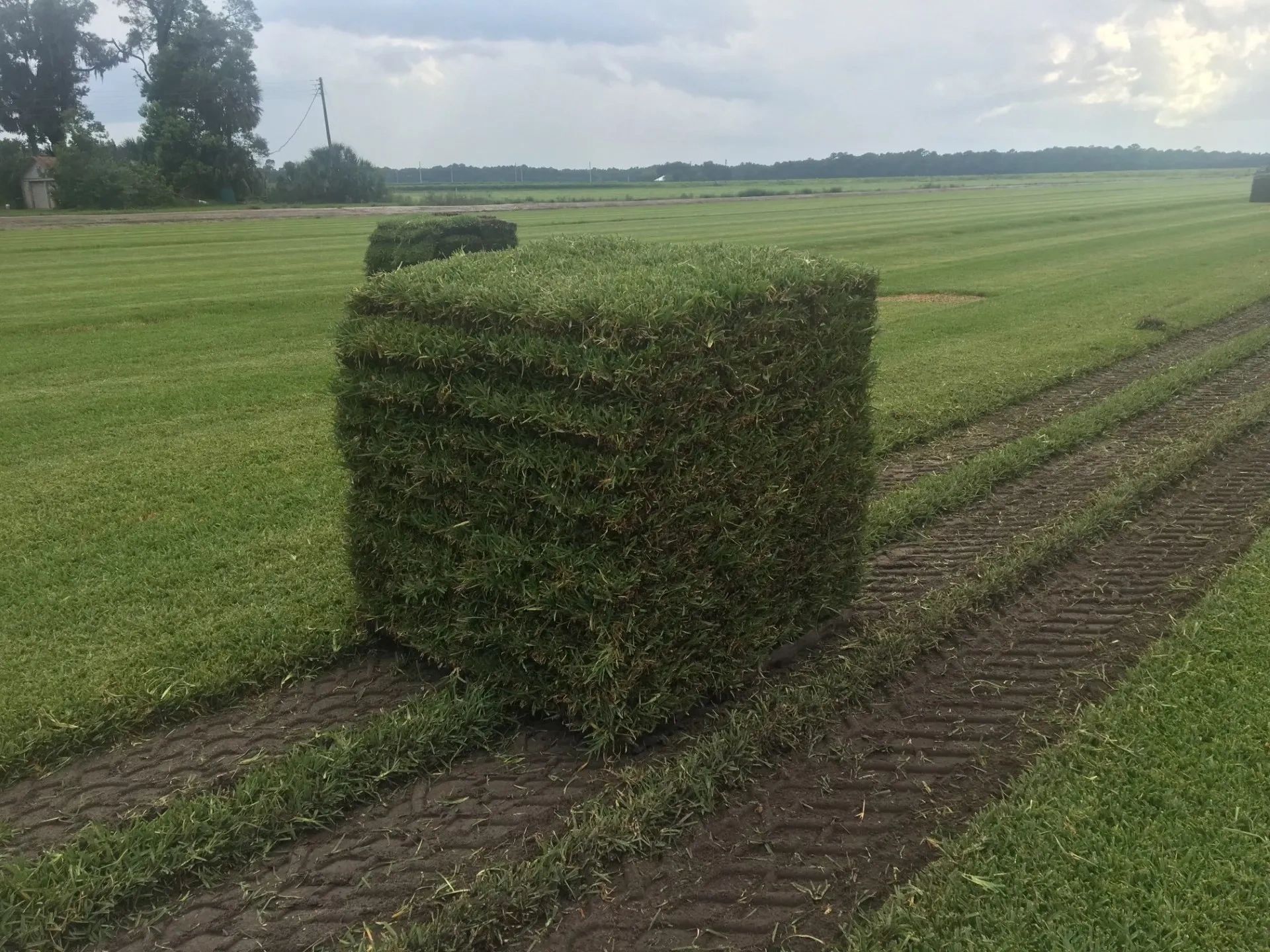 Premium Grass Sod for Your Perfect Lawn