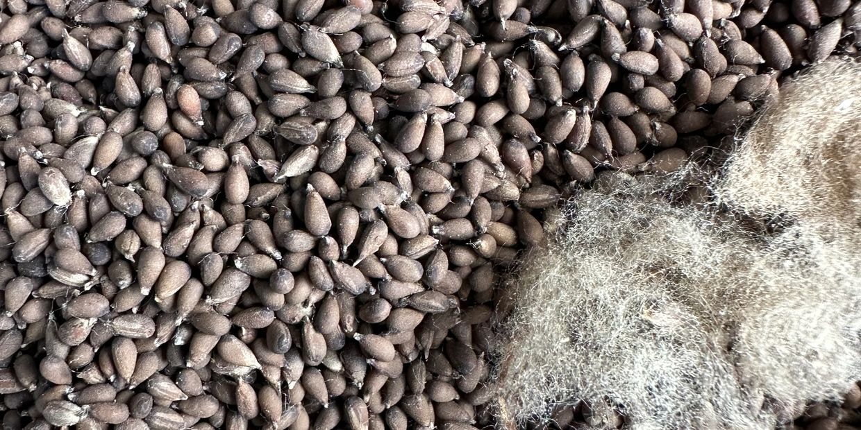 Nursery | Created Forest, Nursery, Plantation, Sustainable Woods ...