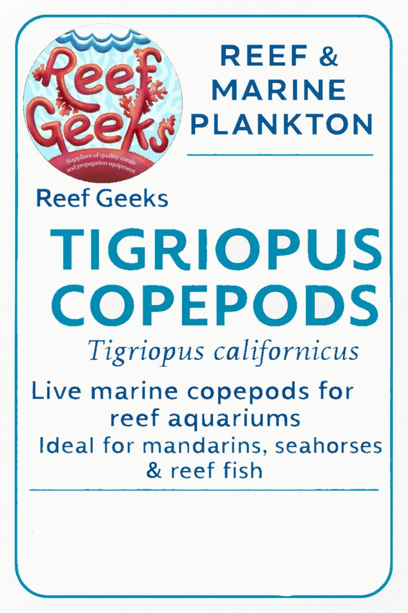 Live Tigriopus copepods