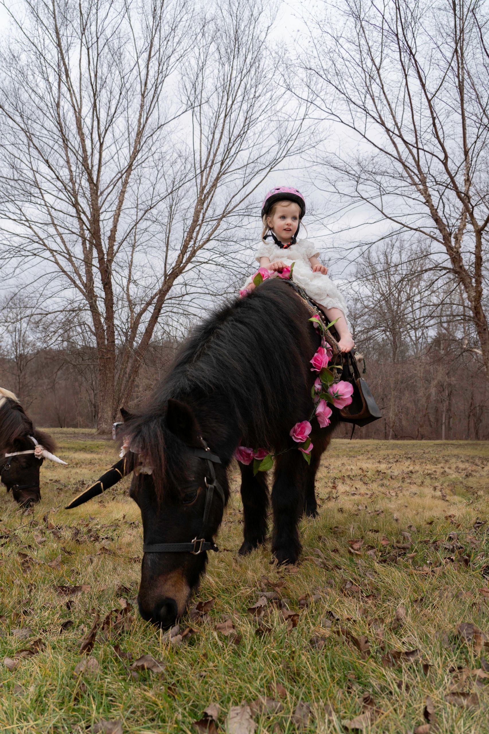 Experience the Best Pony Birthday Party at Hogback Mountain Pony Rides!