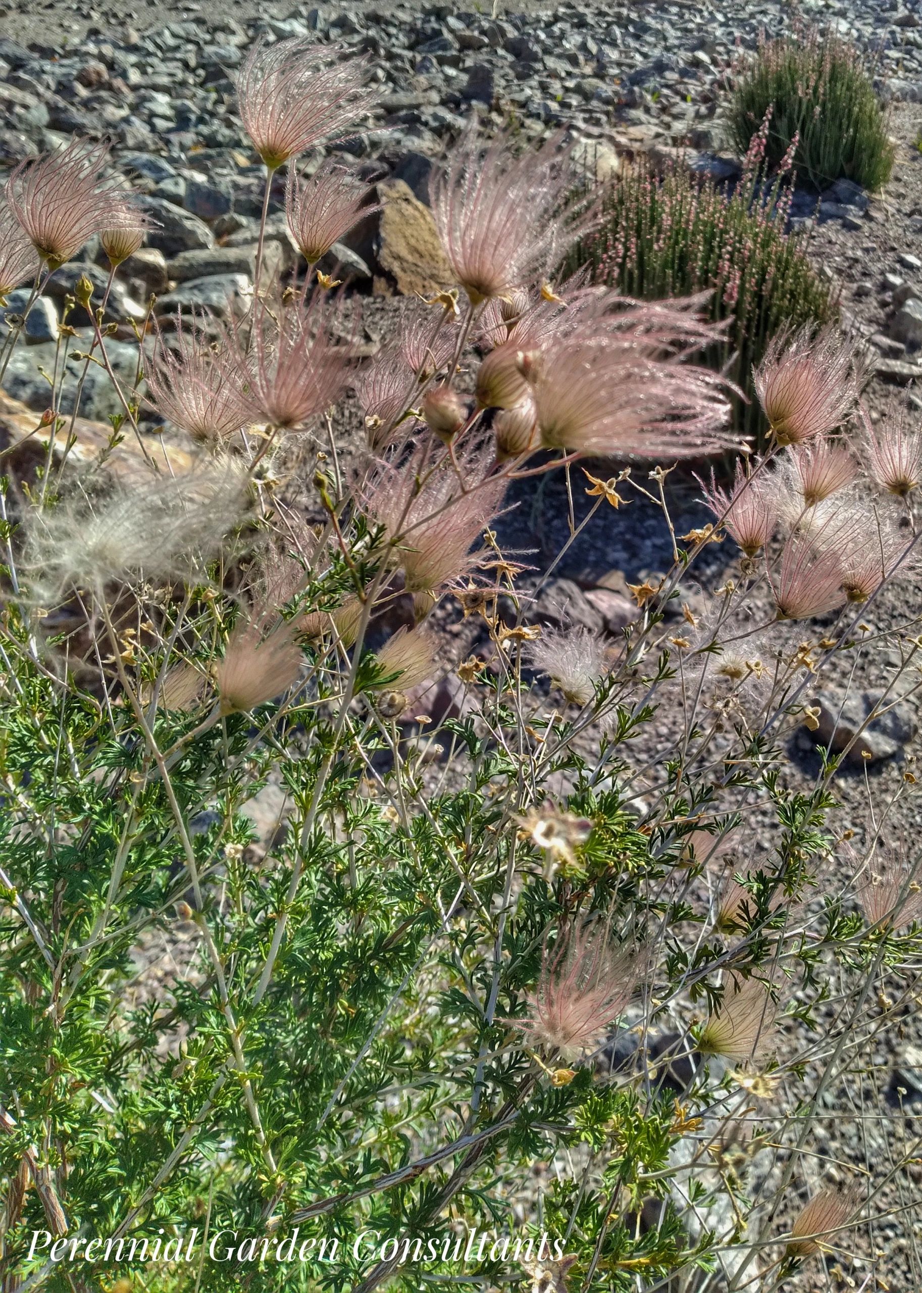 Super Plume: Apache Plume for Desert Gardens