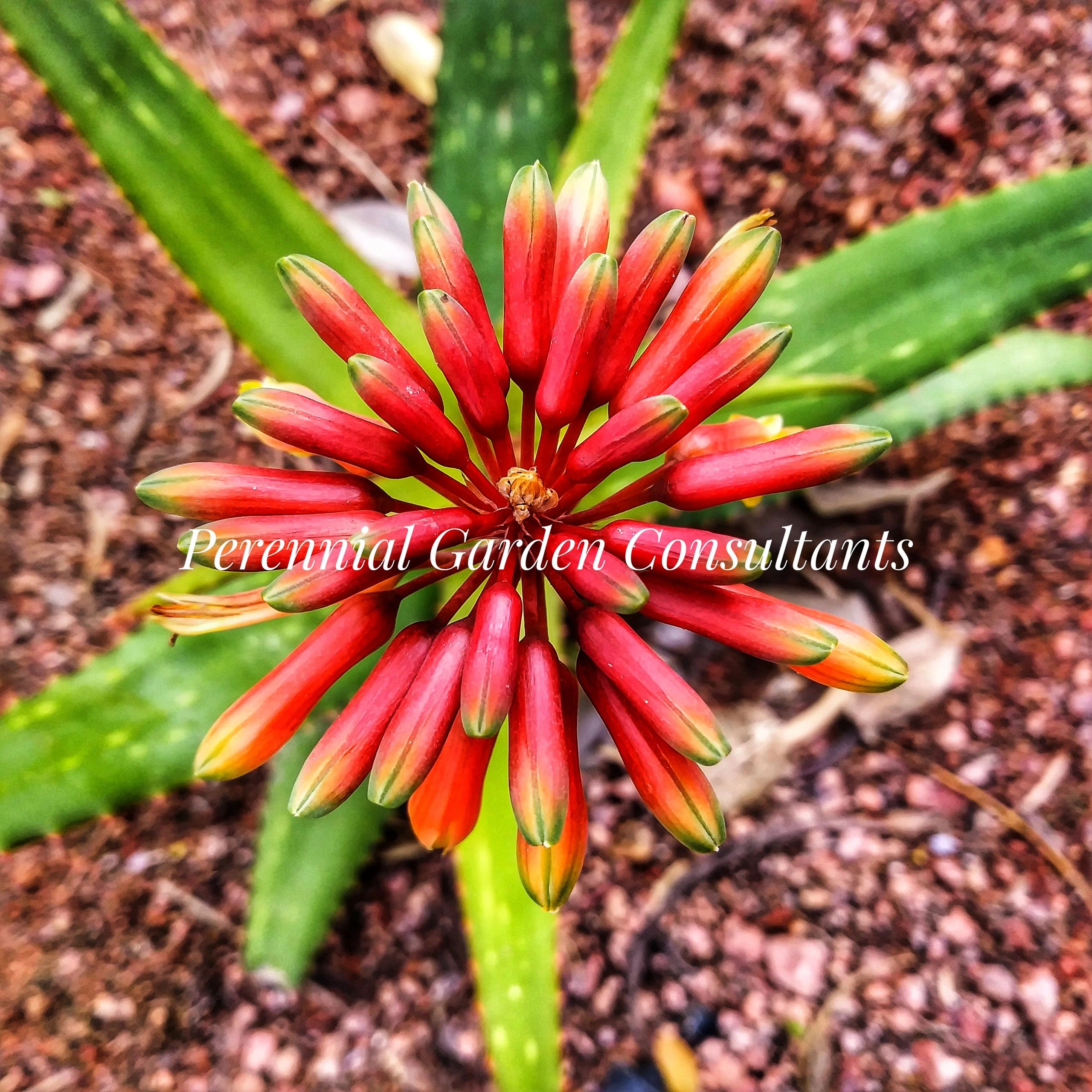 The Secrets of Super Plant Selection