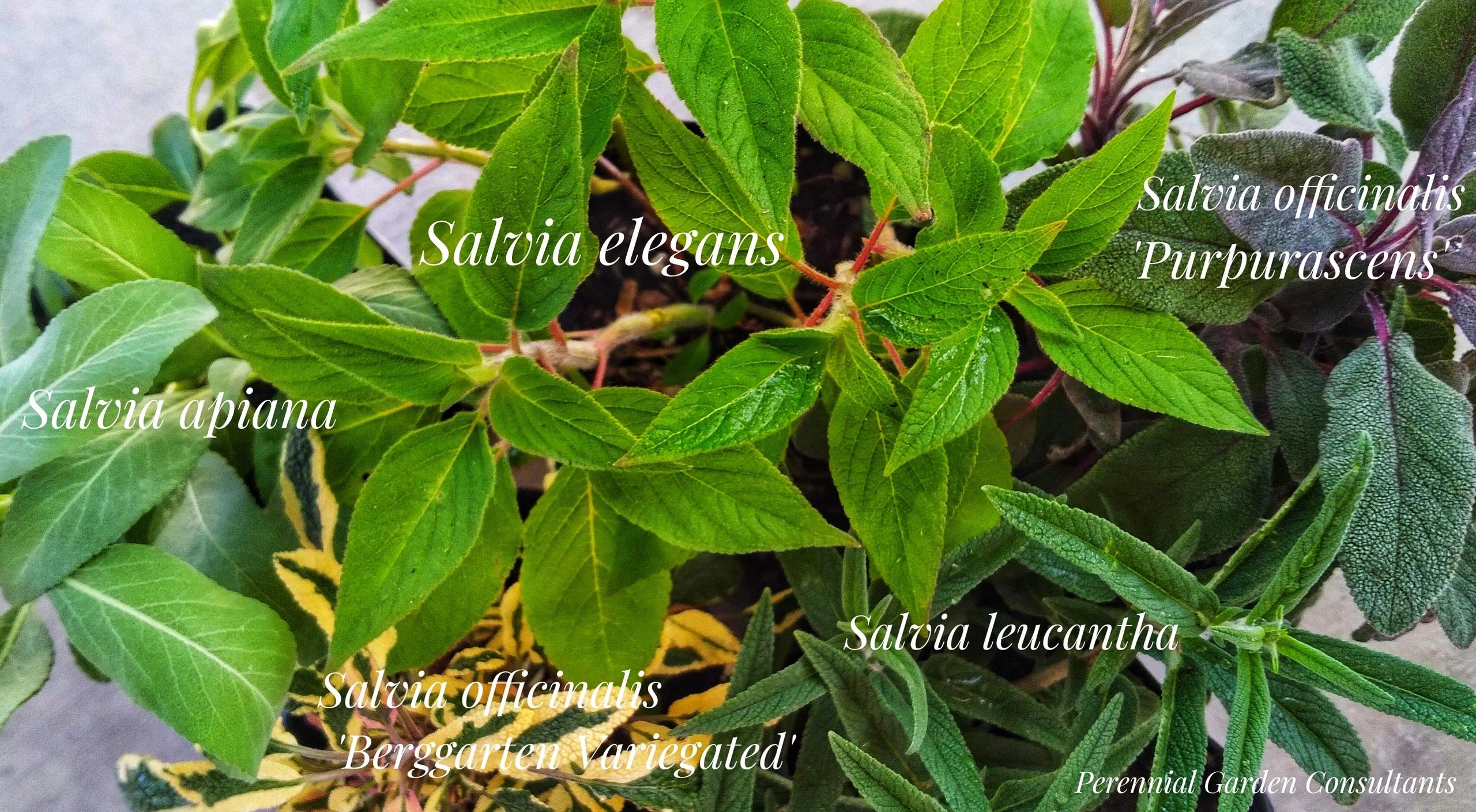 7 Sages for the Desert Garden
