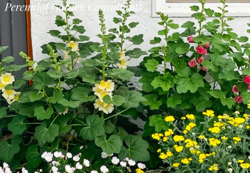 How to Arrange Plants in a Garden or Landscape