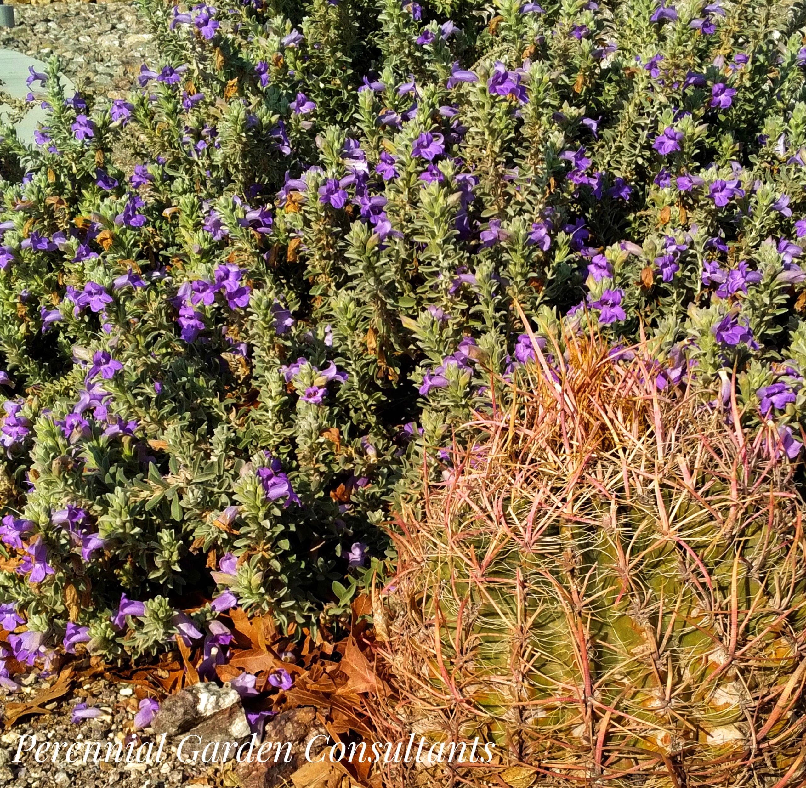 Refresh and Reenergize the Desert Garden