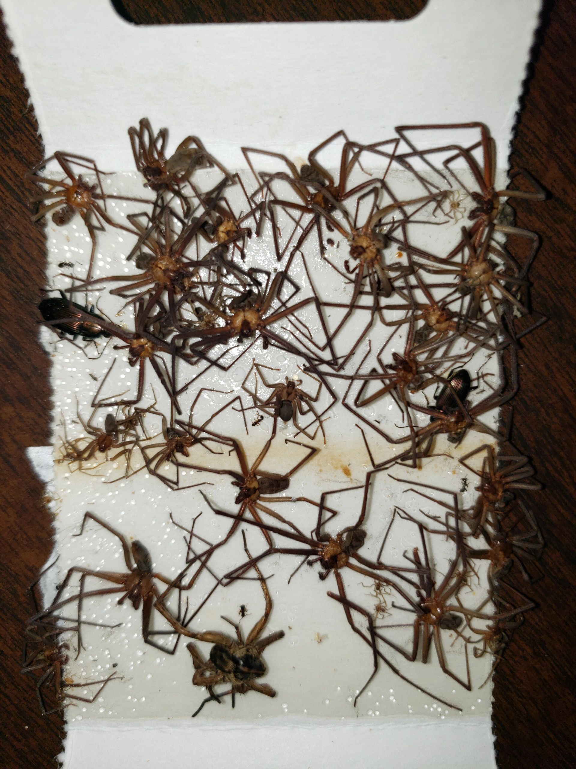 Brown Recluse Spider | How To Protect Yourself