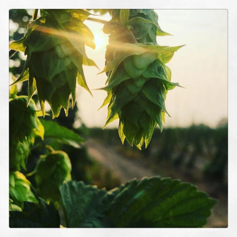 CA Hop Co-op