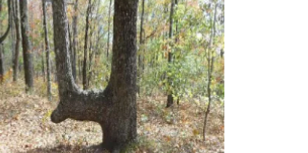 Trailmarker Campgrounds