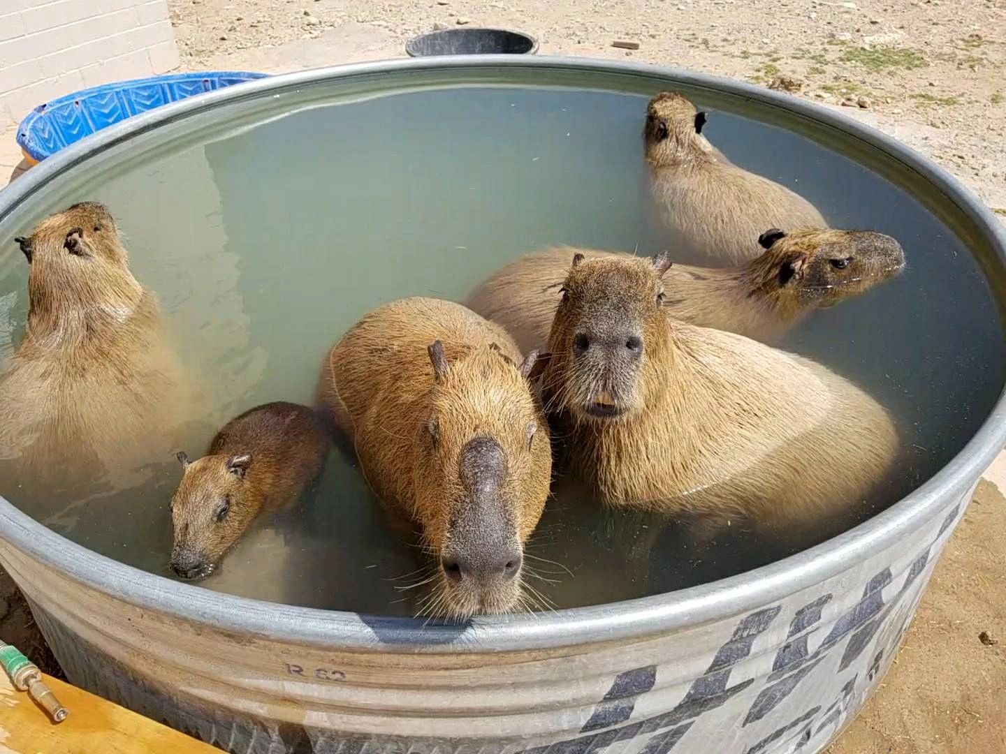 Capybara Swimming Pool