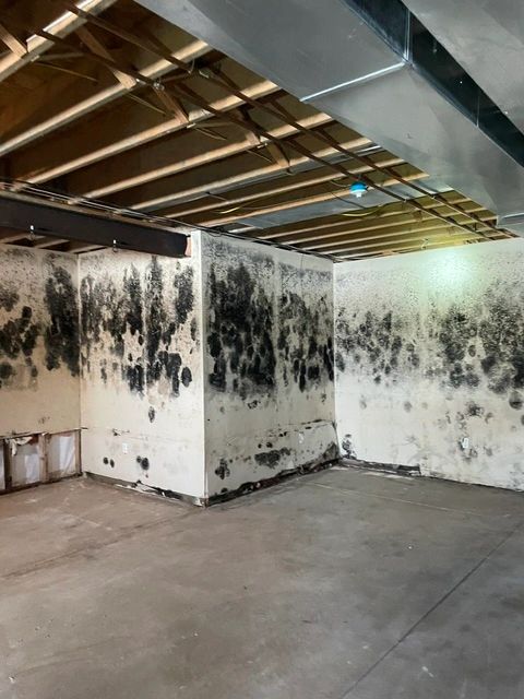 MI Mold Solutions | Mold Testing & Removal Southeast MI