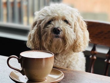 The Strines Nightingale