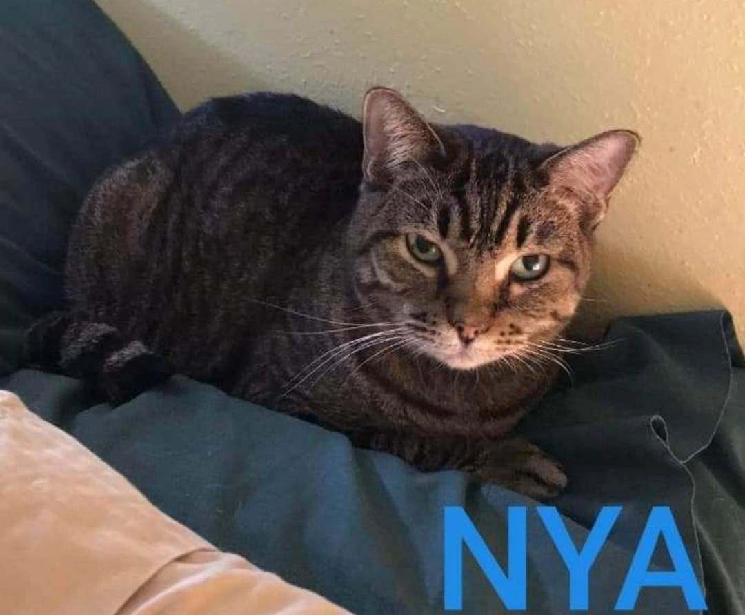 Nya