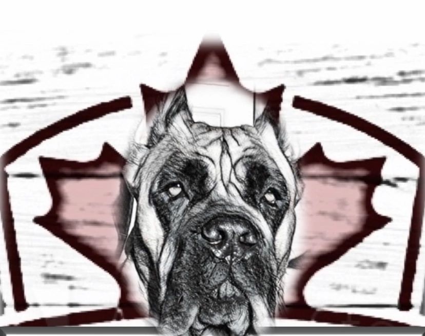 Cane Corso Standard | Canadian Shield Cane Corso