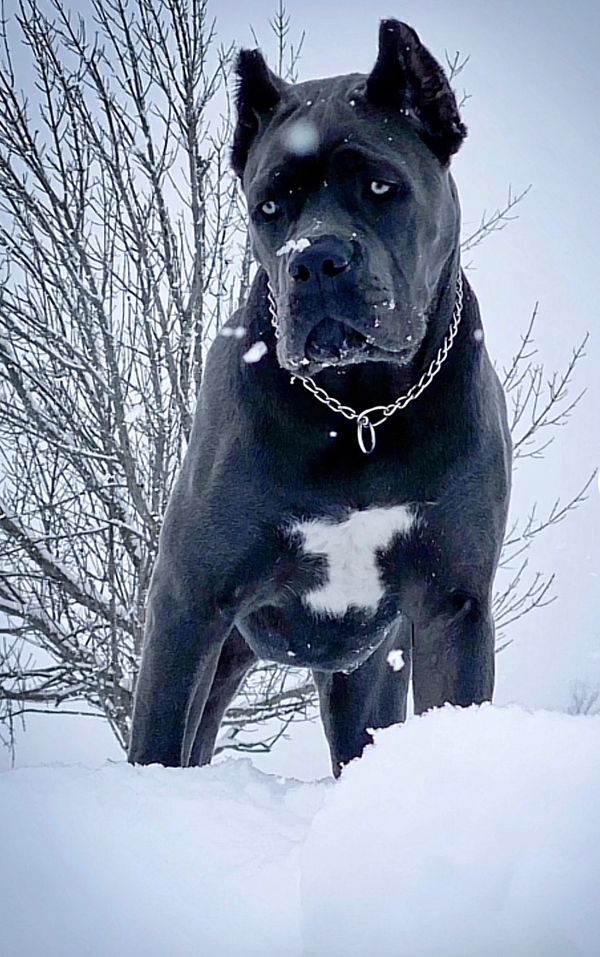 History of the Cane Corso