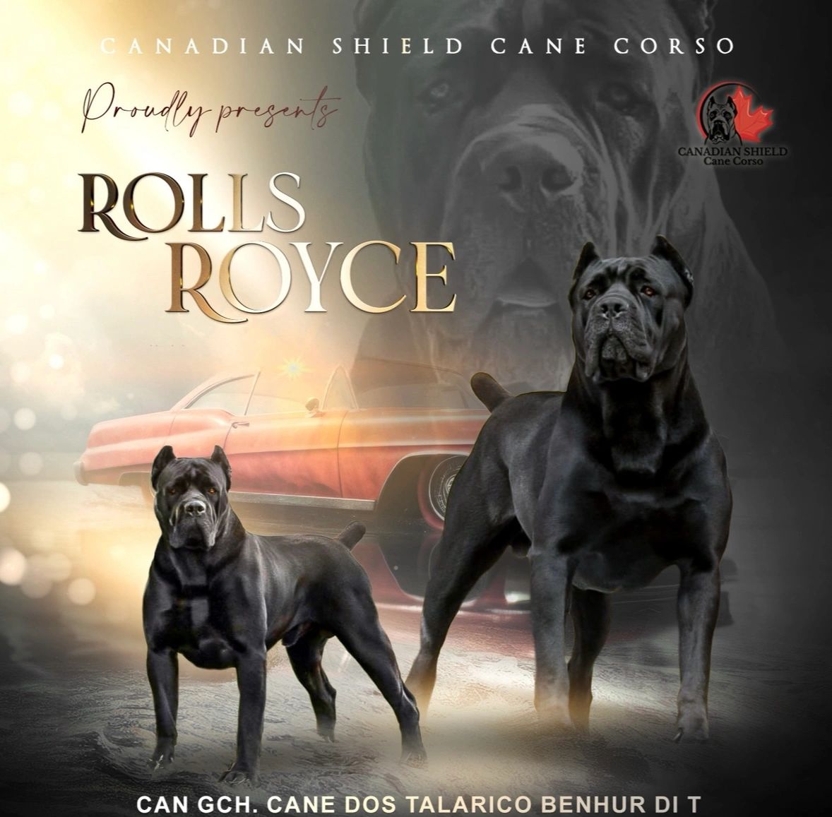 Canadian Shield Cane Corso - Cane Corso, Dog Breeder, Breeder