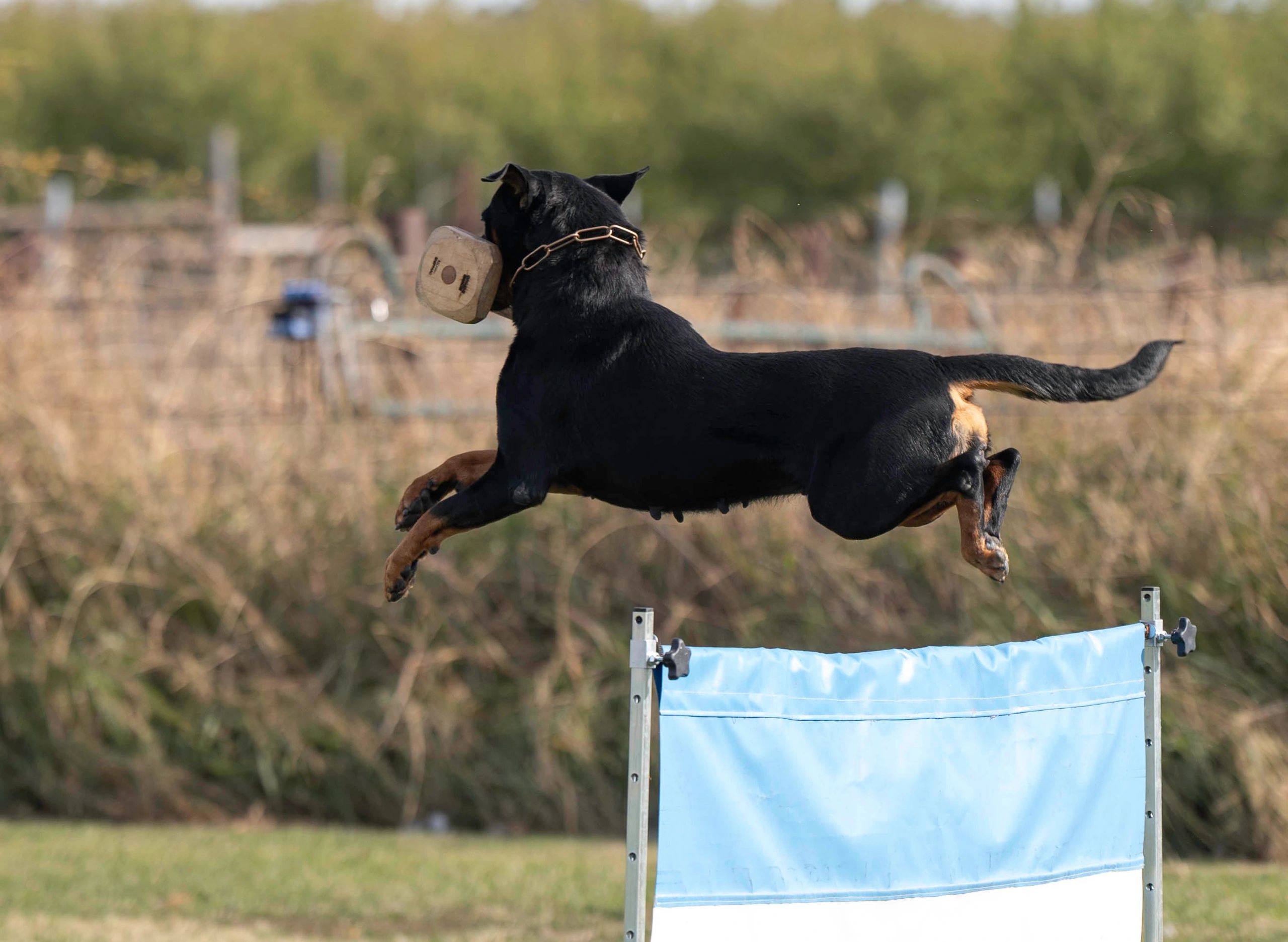 Building the Perfect Jump: Exercises to Support Proper Technique