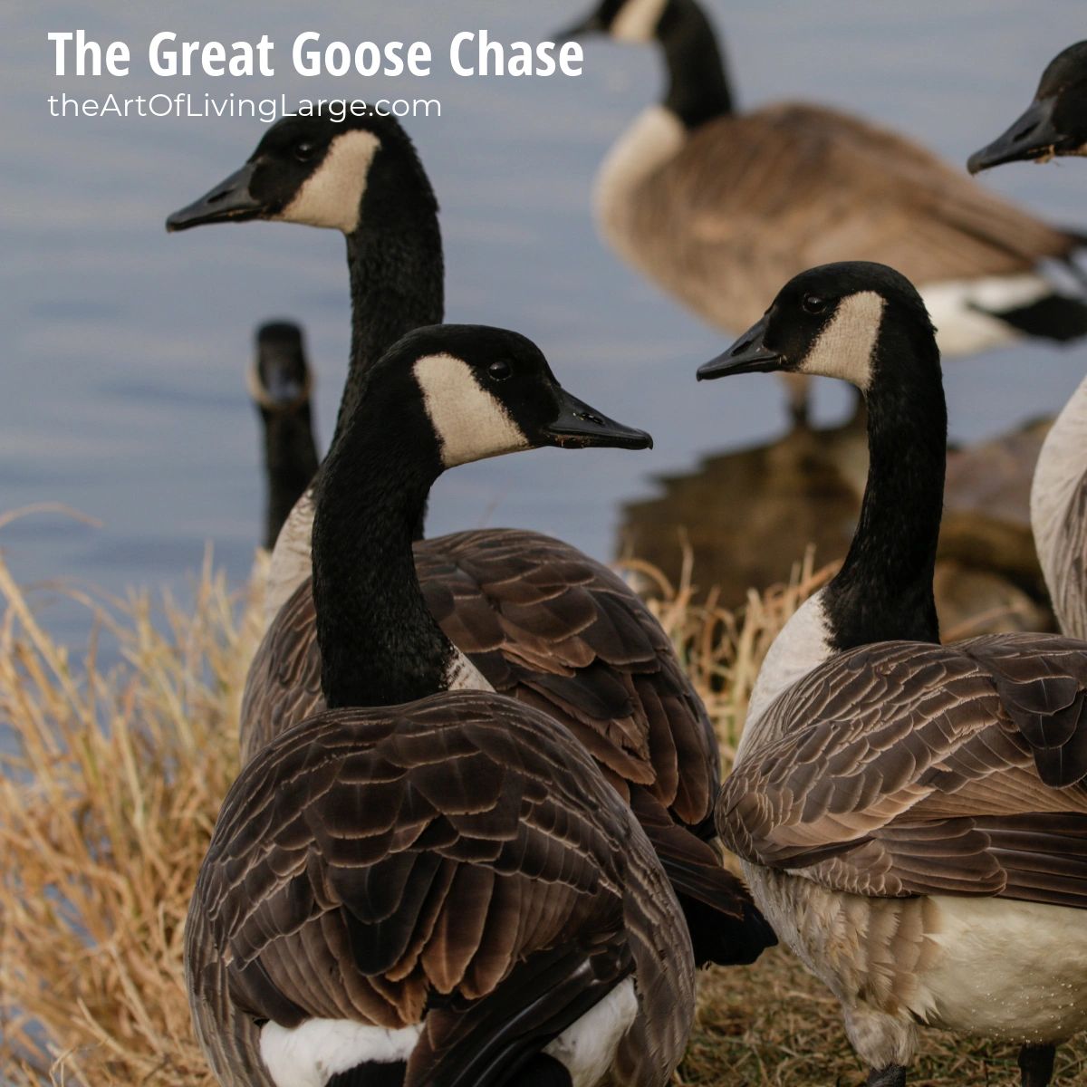 The Great Goose Chase