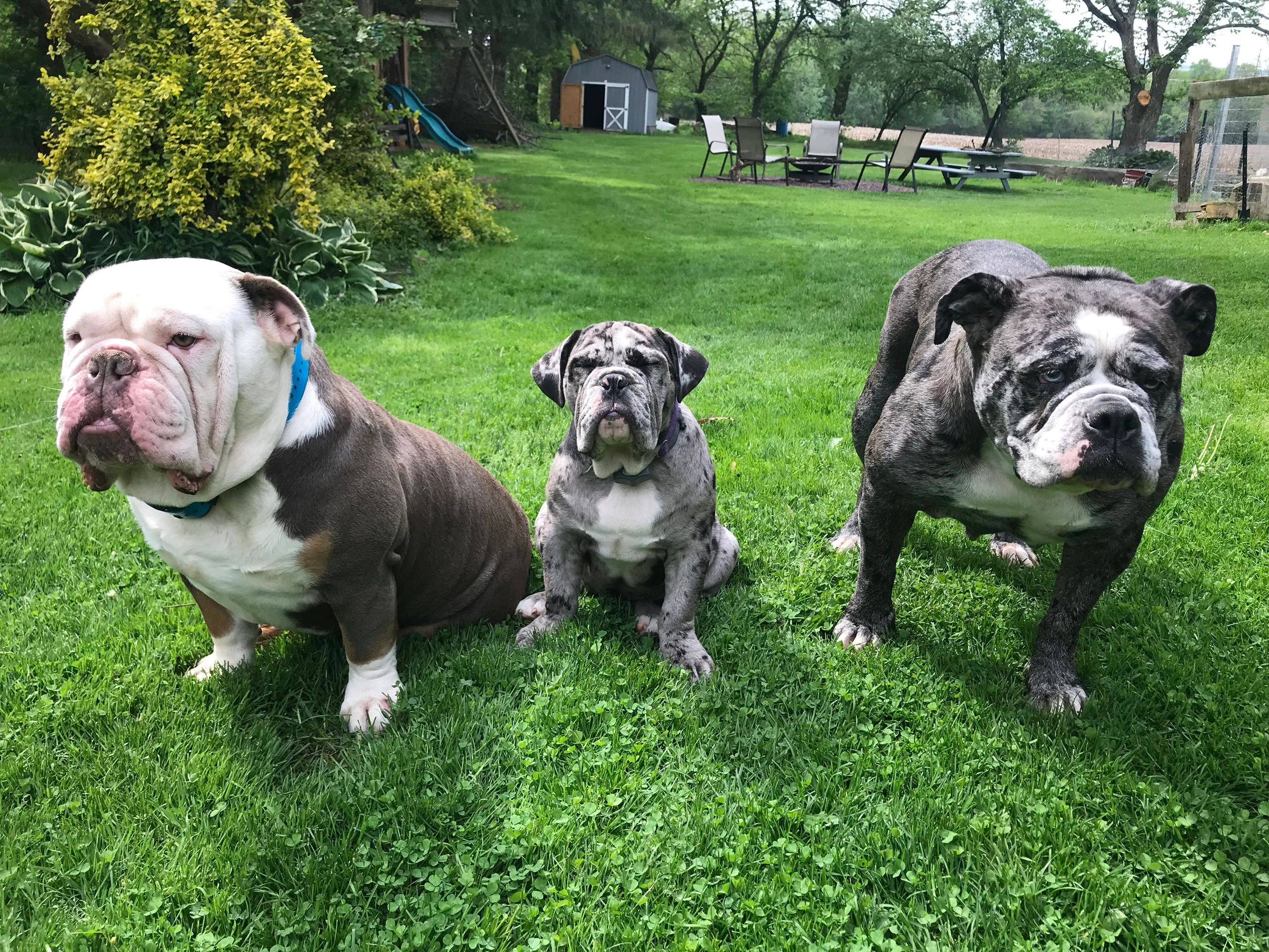 Susquehanna Bulldogges - Olde English Bulldogges, Puppies, Breeder