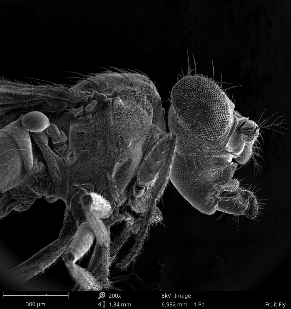 EMIT, LLC - Scanning Electron Microscope Rentals, Axia ChemiSEM, Phenom ...