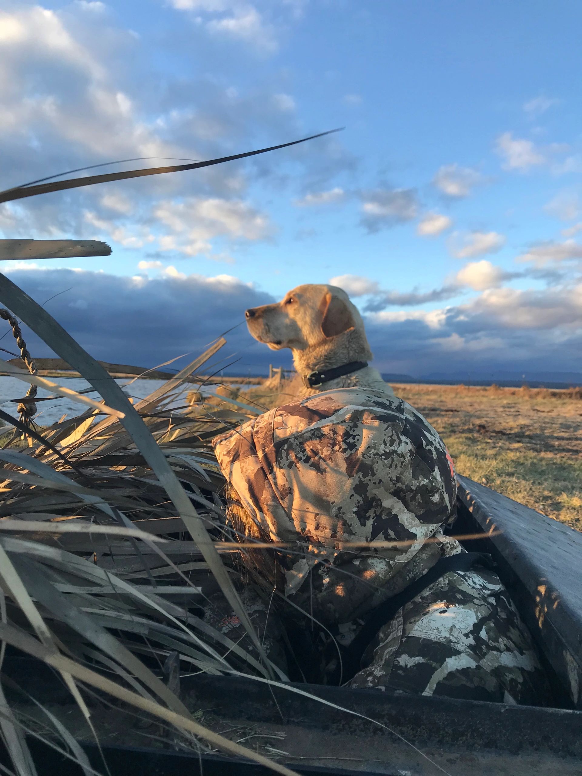 Expert Hunting Dog training Labrador Retriever Puppies and Dogs