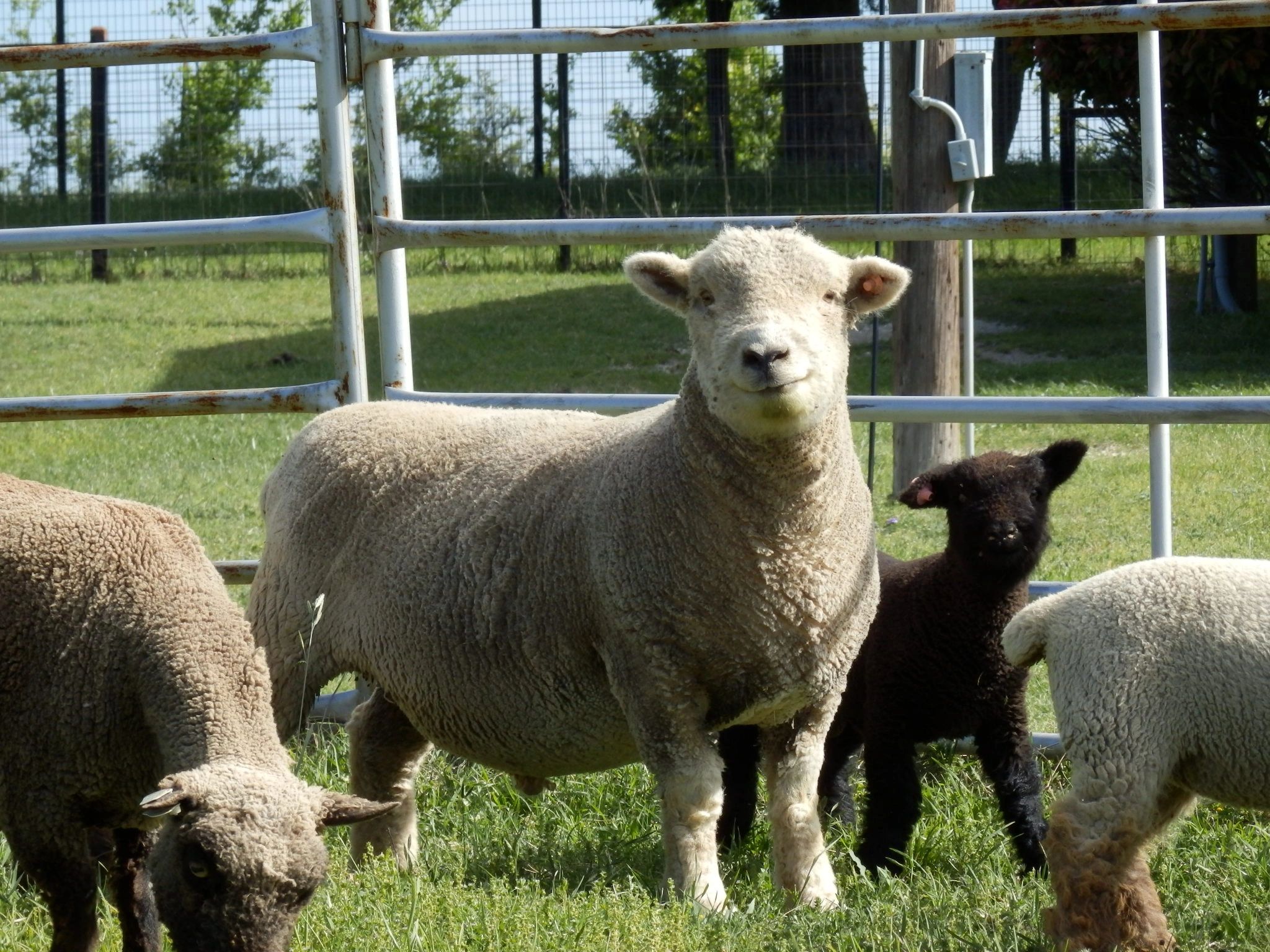Miniature Sheep Breeds