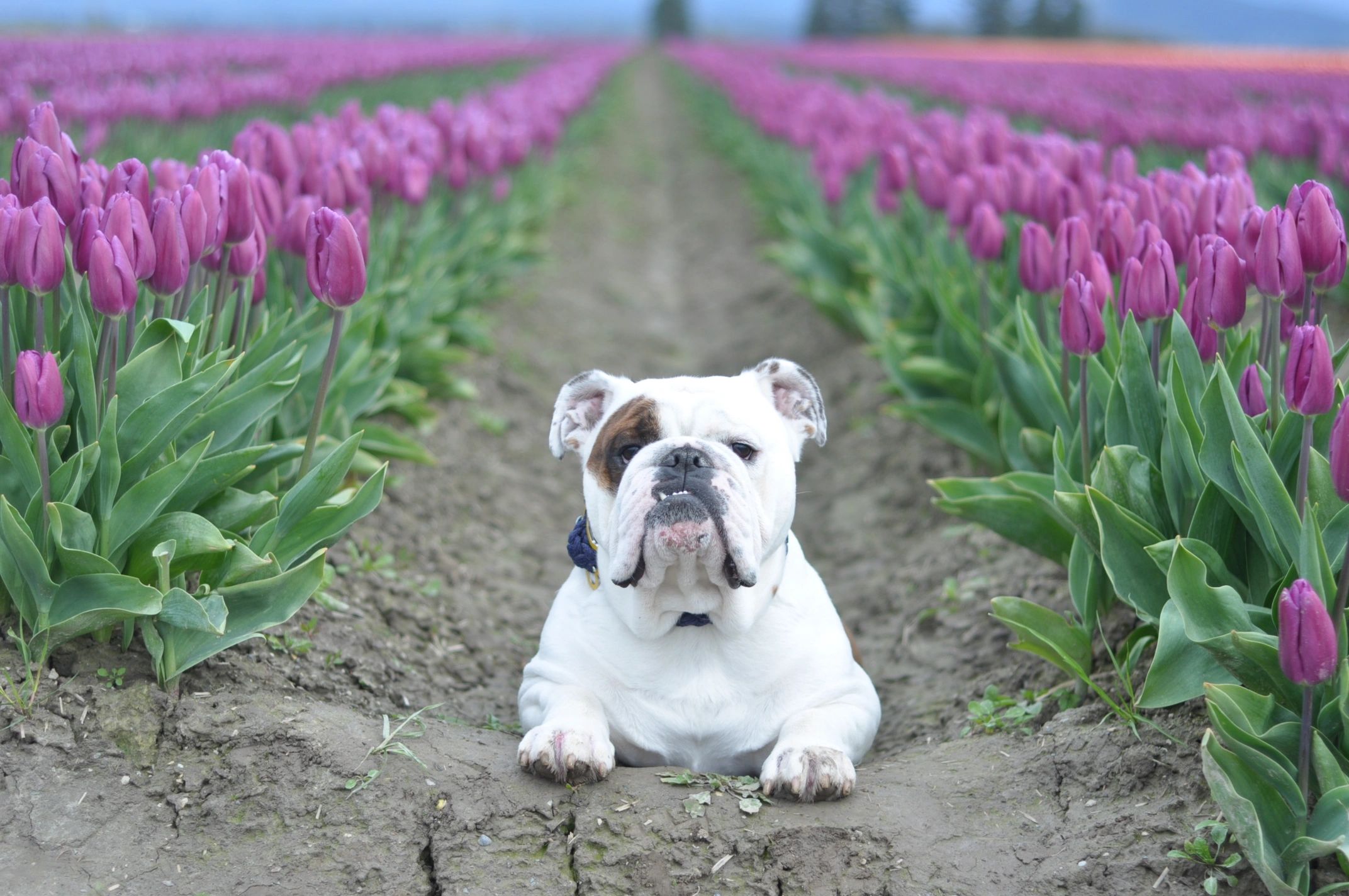 Resources | Fairwood Bulldogs