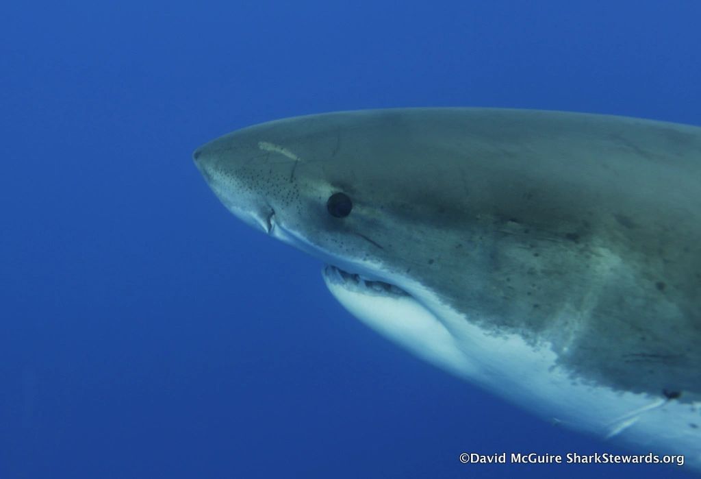 SharkTober
