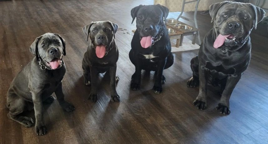 Cane Corso Breeders - Solis Farms