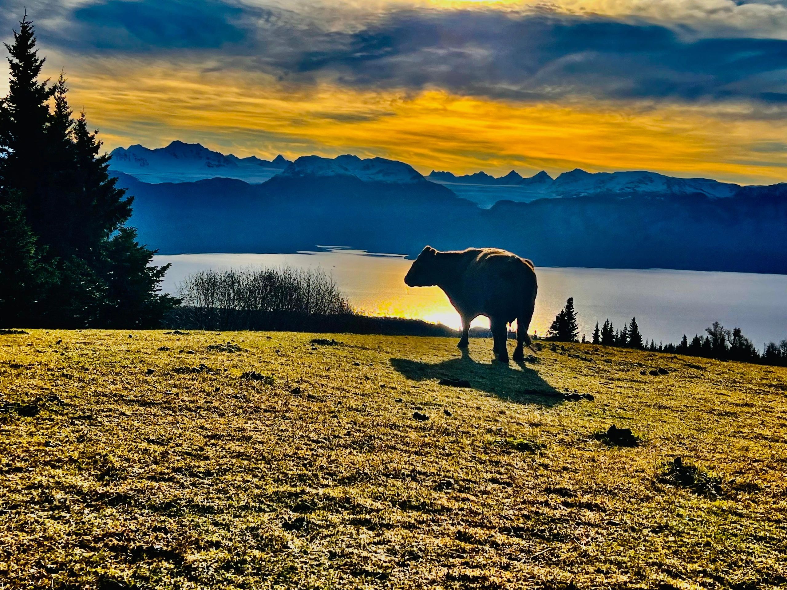 Supporting the Cattle Industry through Community Involvement | Alaska ...