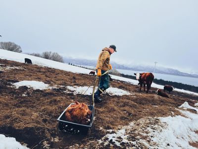 Alaska Livestock Producers Association - Alaska Beef, Alaska Cattle ...