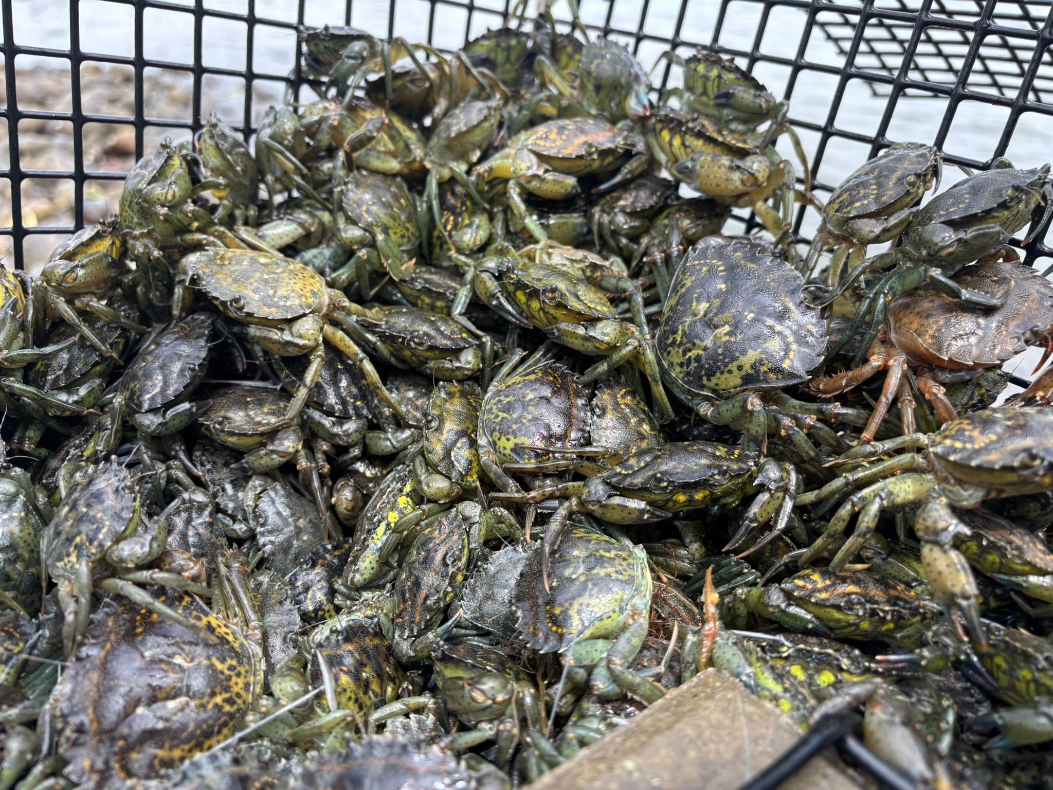 Point Judith Green Crabs