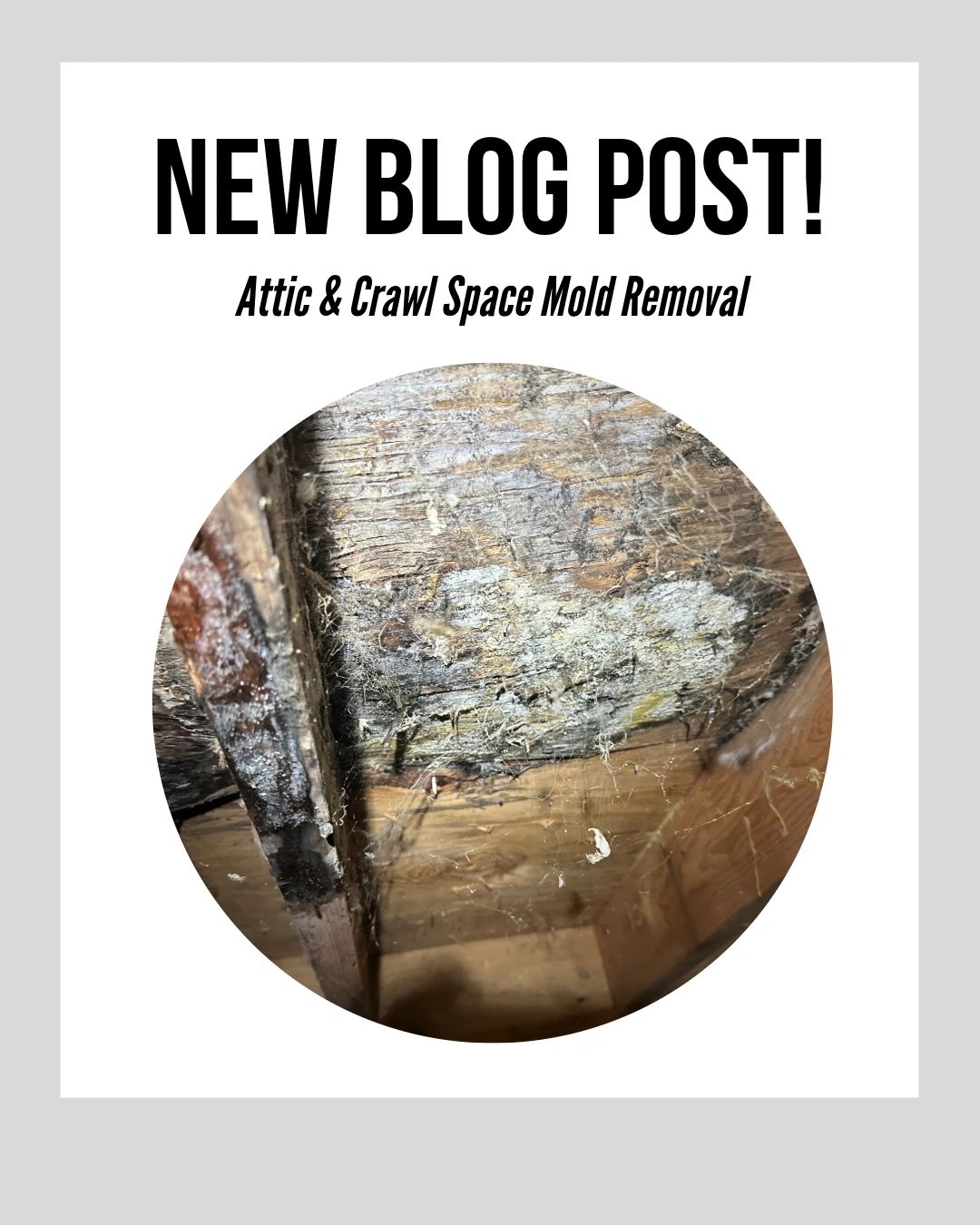 Mold Removal & Cleaning Services for Seattle Attics & Crawl Space
