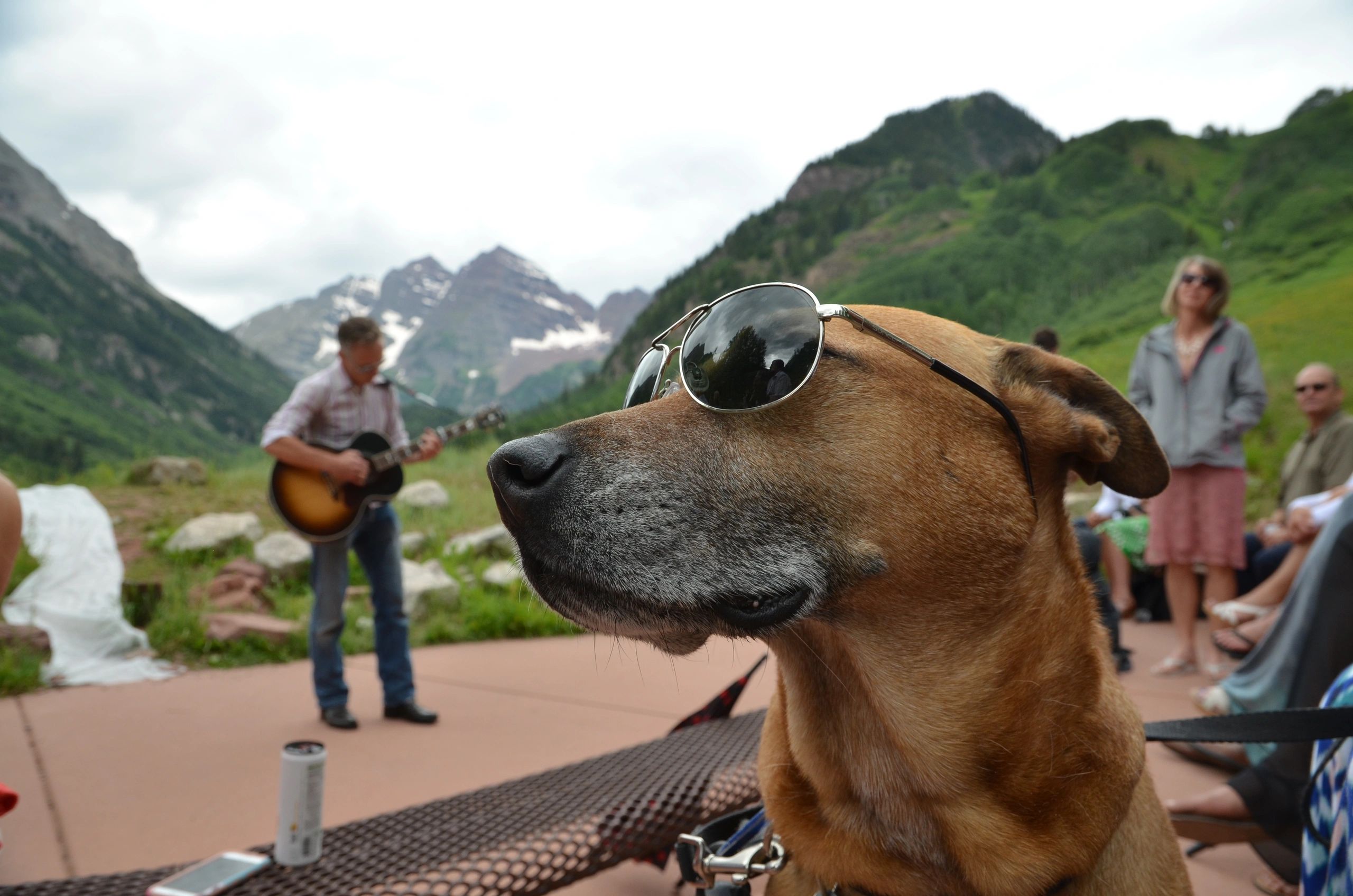 Wonder Mutt Walking and Pet Services llc - Pet Sitting, Dog Boarding