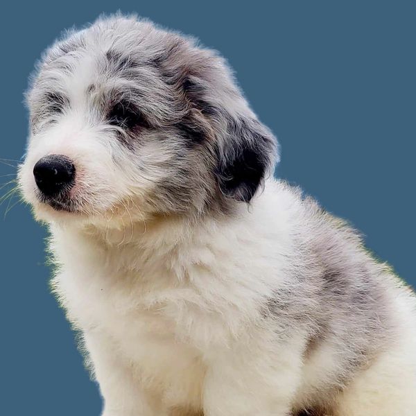 Older pups for adoption | Designer Bernedoodles Canada
