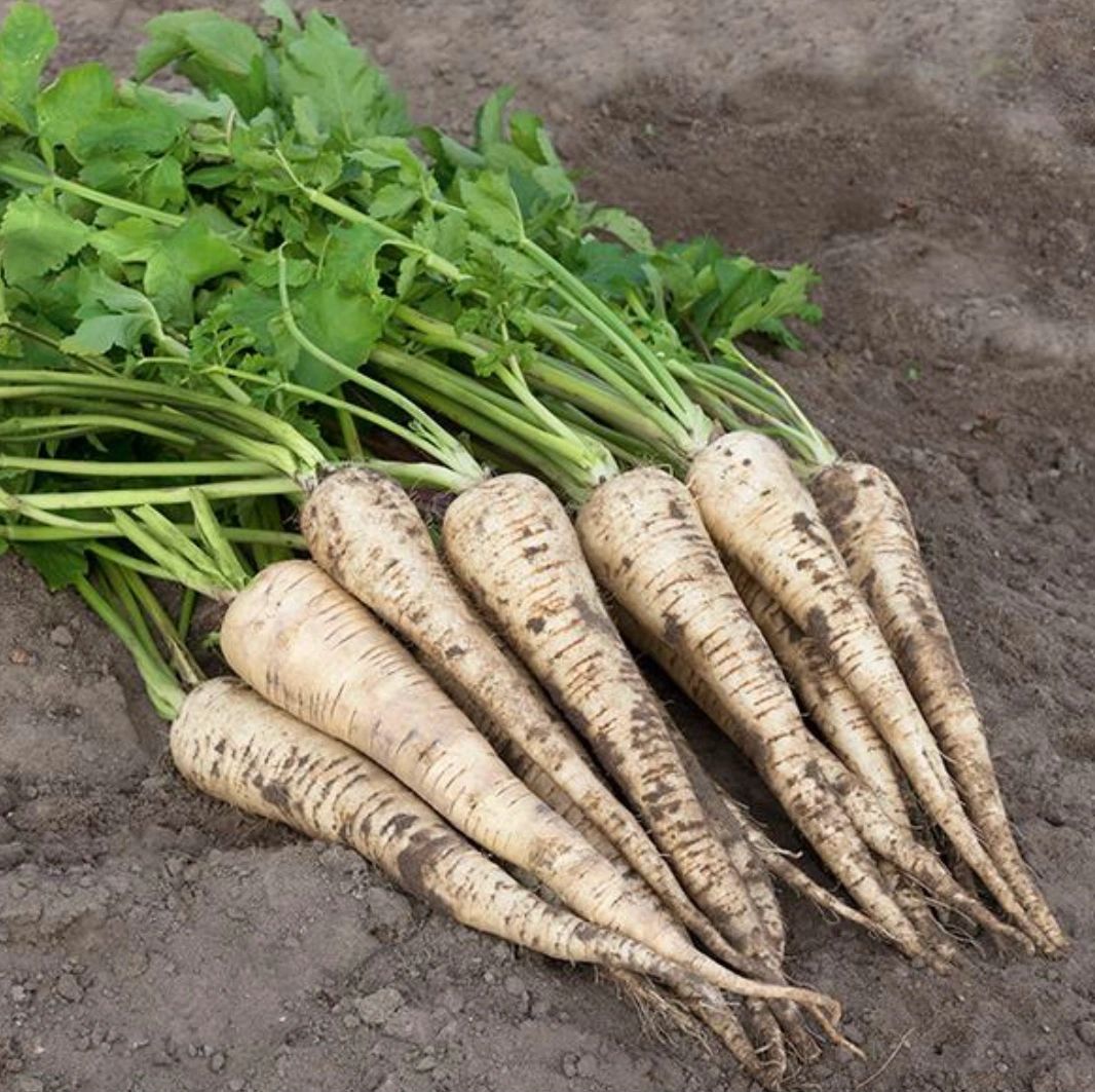 Misc. root crops
