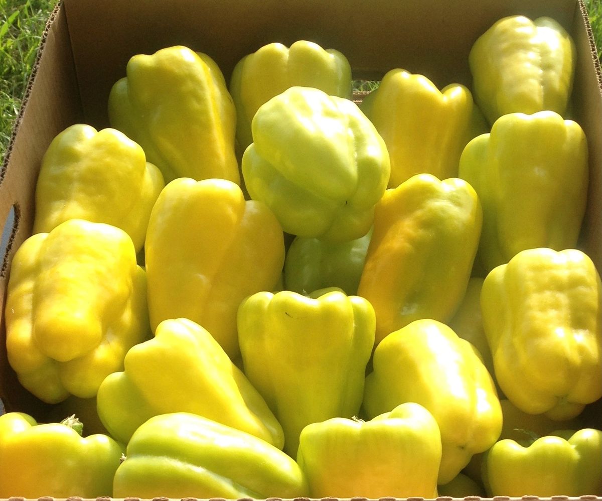 Pepper, Bell-Lemony Snippet-F1