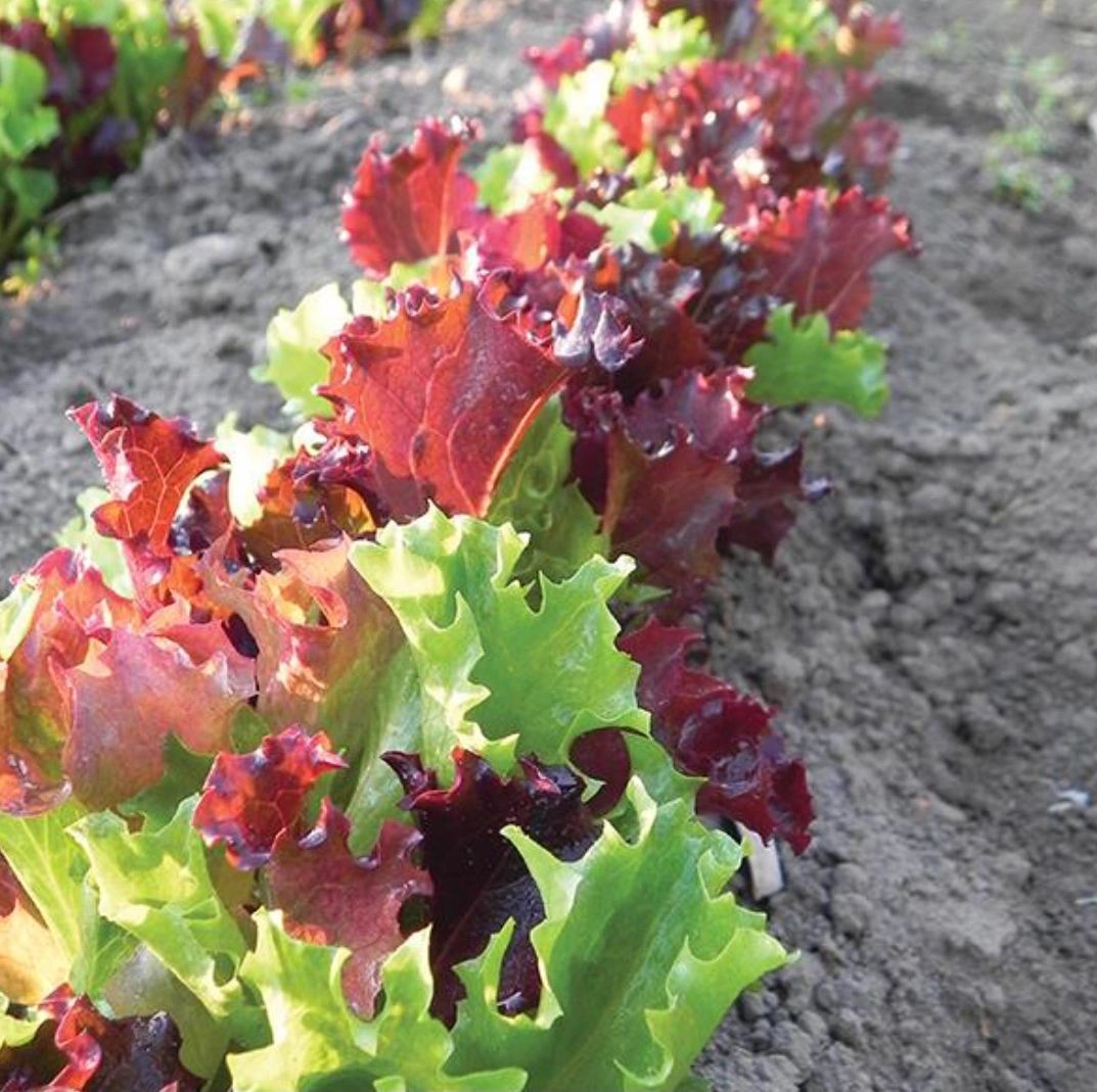 Lettuce-Gourmet Mix