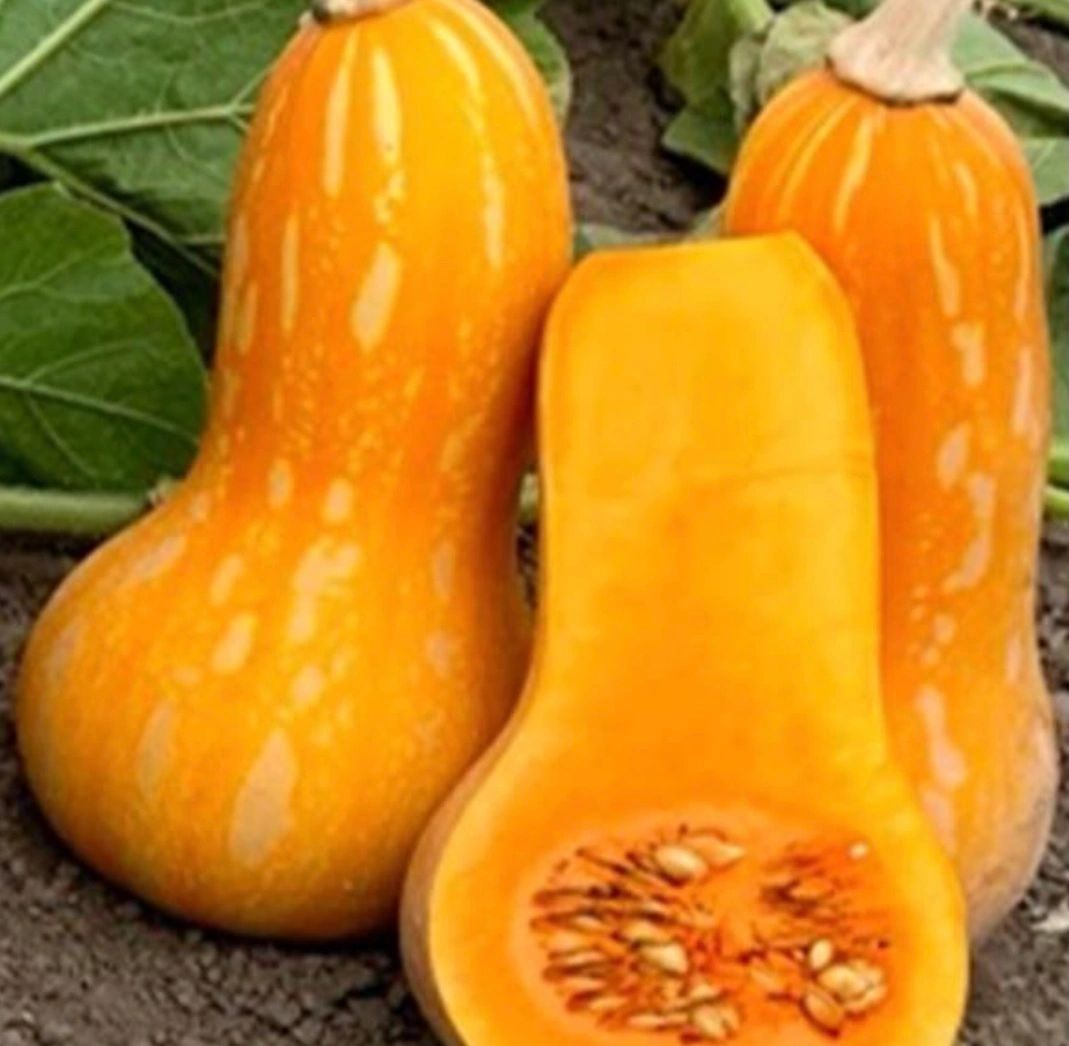 Squash, winter-Autumn Gold Butternut