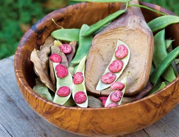 Bean, bush-Jackson Wonder Butterbean