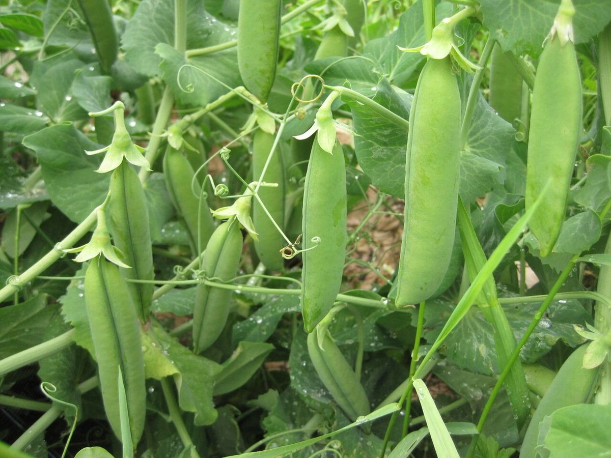 Pea, Shelling-Victorian Colossal Climbing Pea