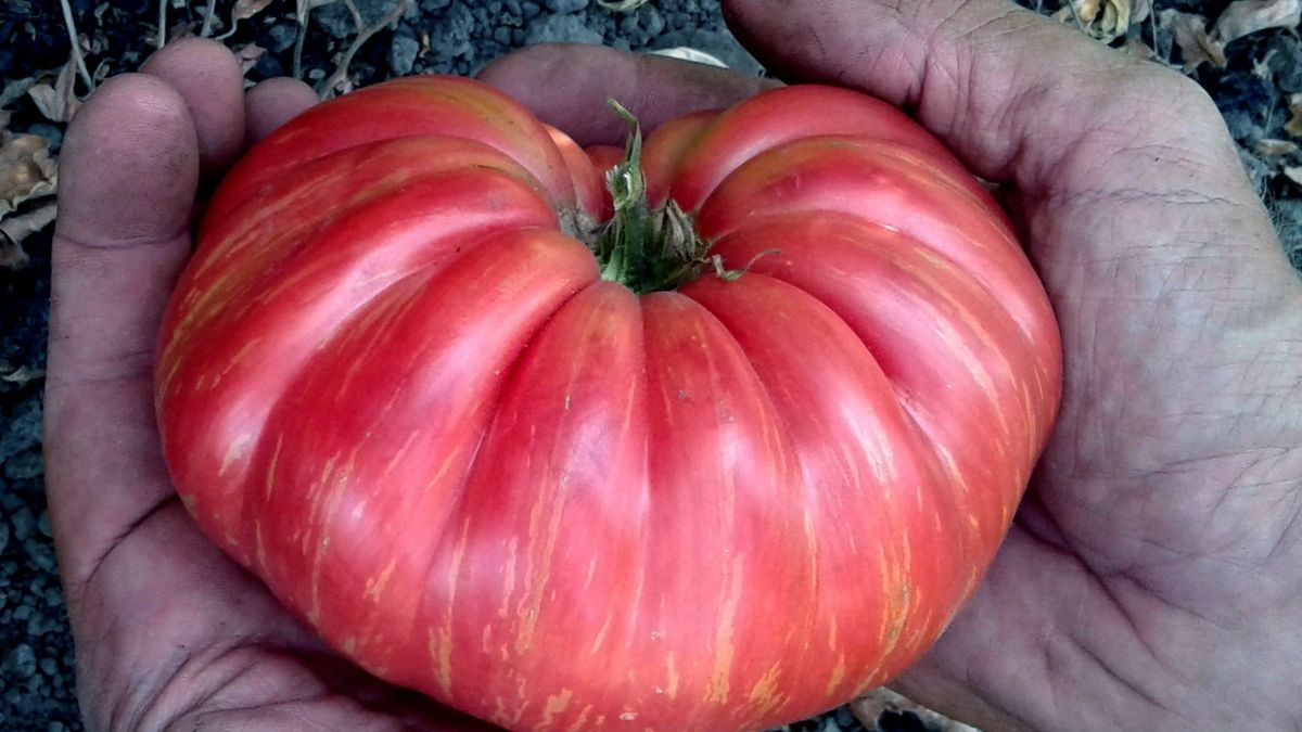 Tomato-Pink and Orange Jazz Mix