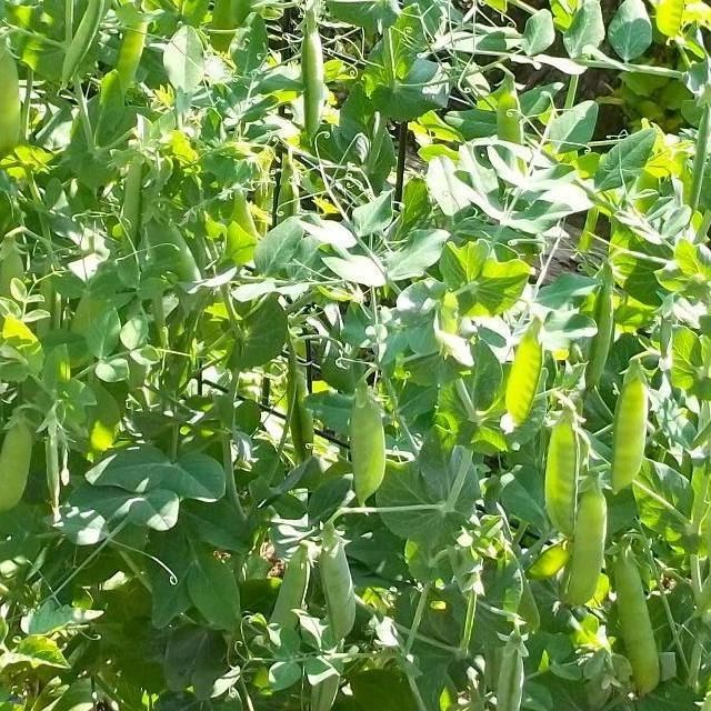 Wando Shelling Pea-good in heat