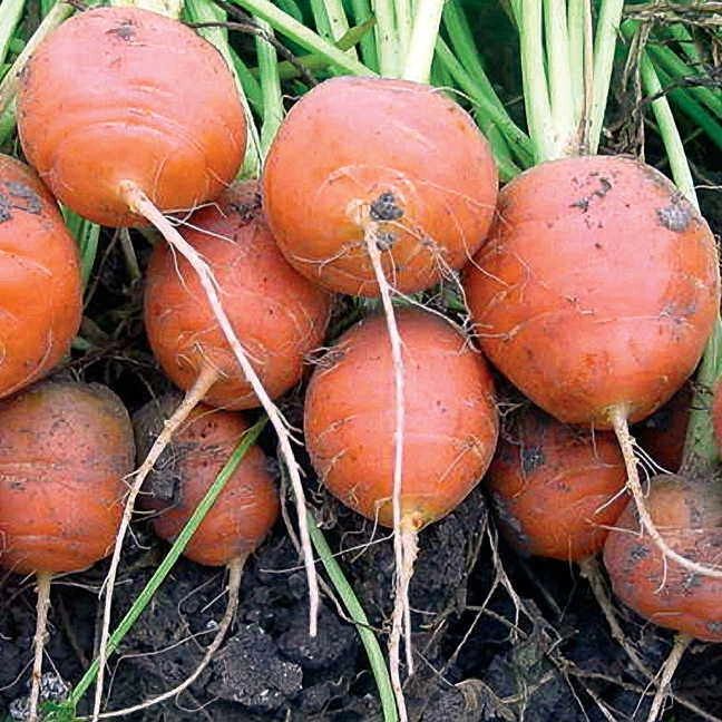 Carrot-Atlas F1