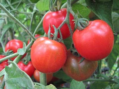 Tomato-Stupice, early and prolific
